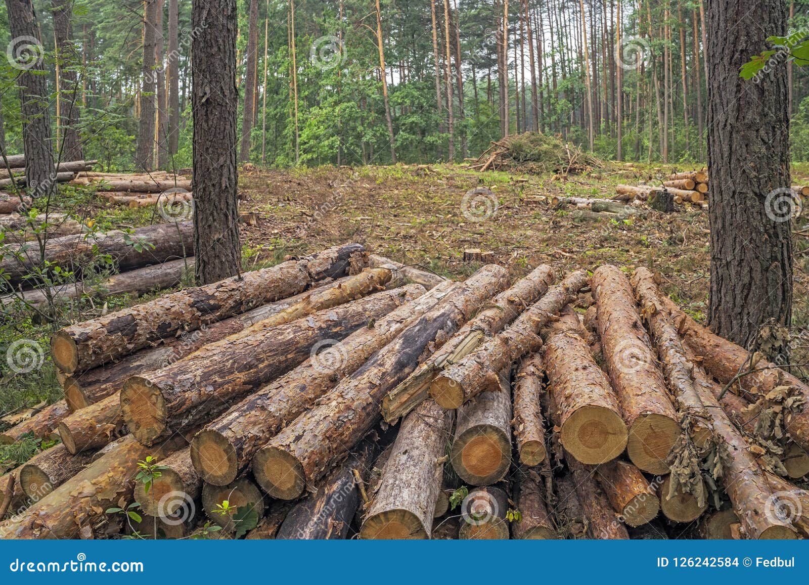 Deforestation Concept. Stumps, Logs And Branches Of Tree After Cutting ...