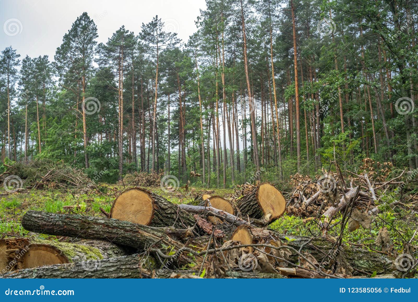Deforestation Concept. Stumps, Logs and Branches of Tree after Cutting ...