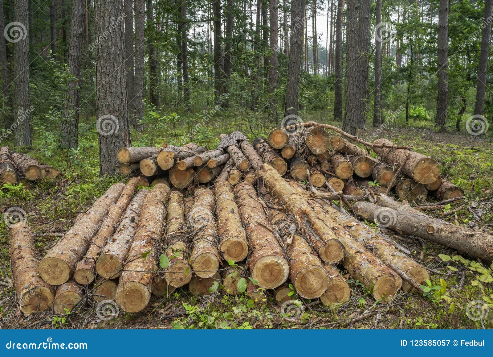 Deforestation Concept. Stumps, Logs and Branches of Tree after Cutting ...