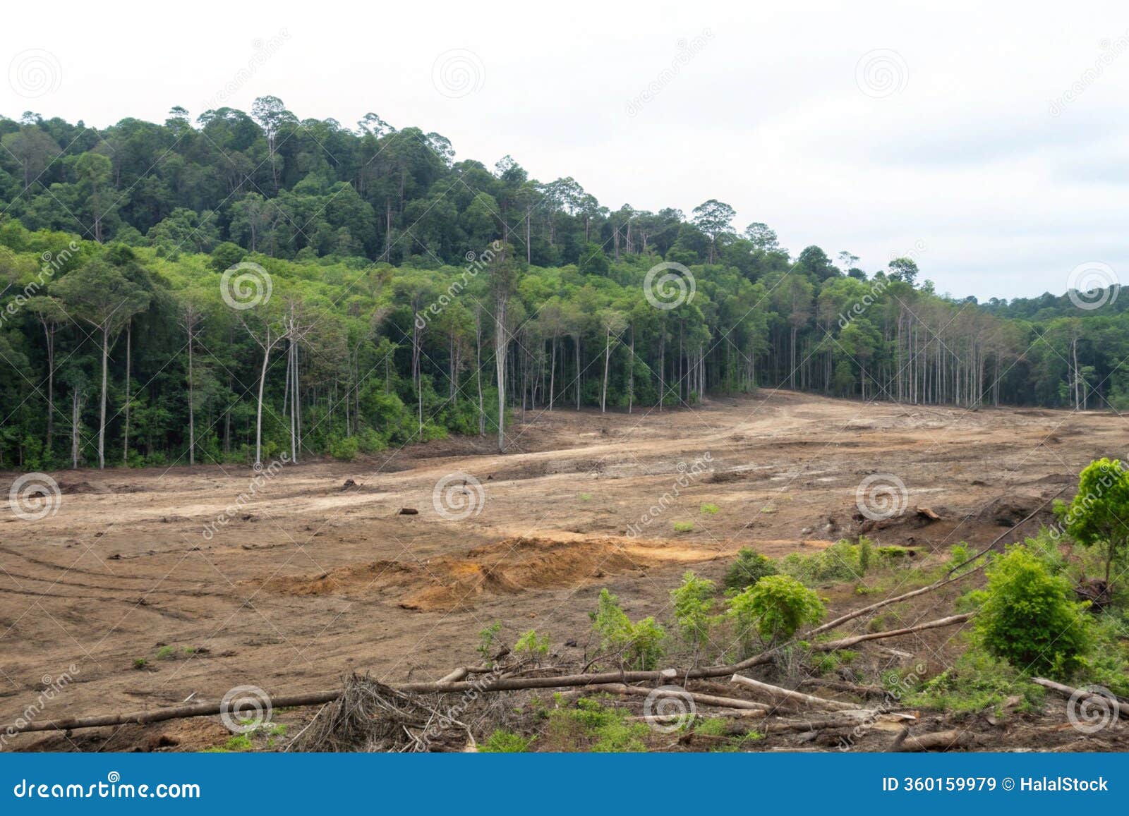 Deforestation Contrast: Uprooted Trees Against Remaining Forest ...