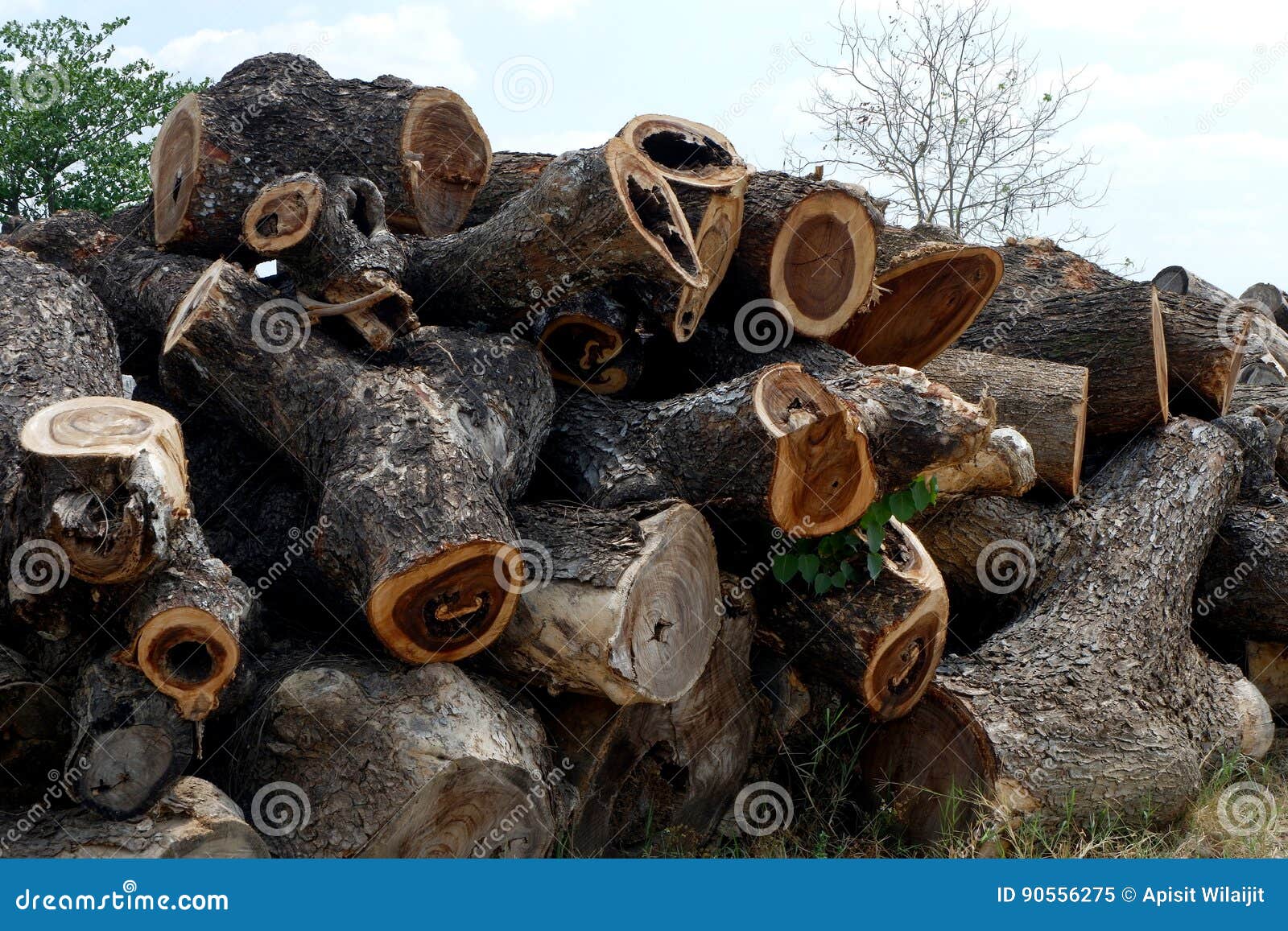 Deforestation, Cutted Trees from the Forest in Asia. Stock Image ...