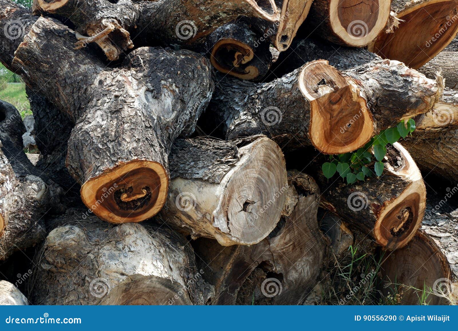 Deforestation, Cutted Trees from the Forest in Asia. Stock Photo ...