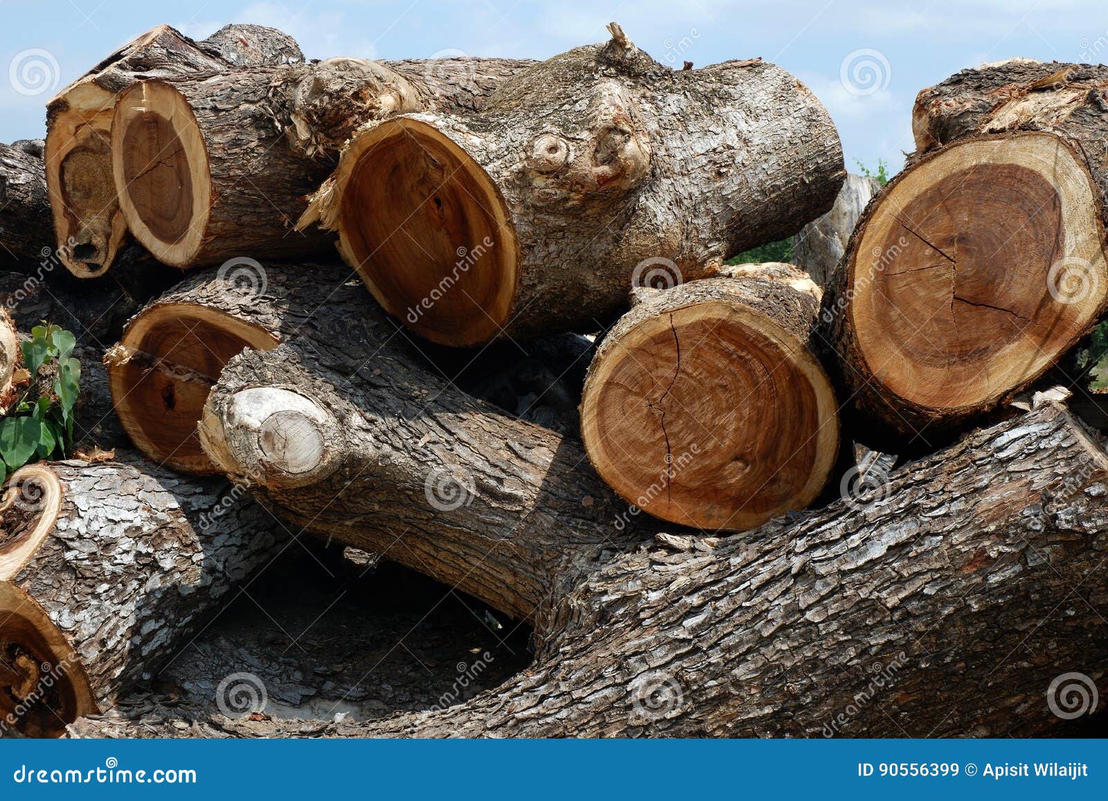 Deforestation, Cutted Trees from the Forest in Asia. Stock Image ...