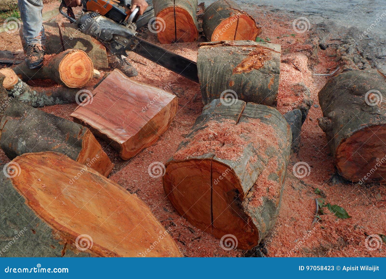 Deforestation, Cutted Trees from the Forest in Southeast Asia. Stock ...