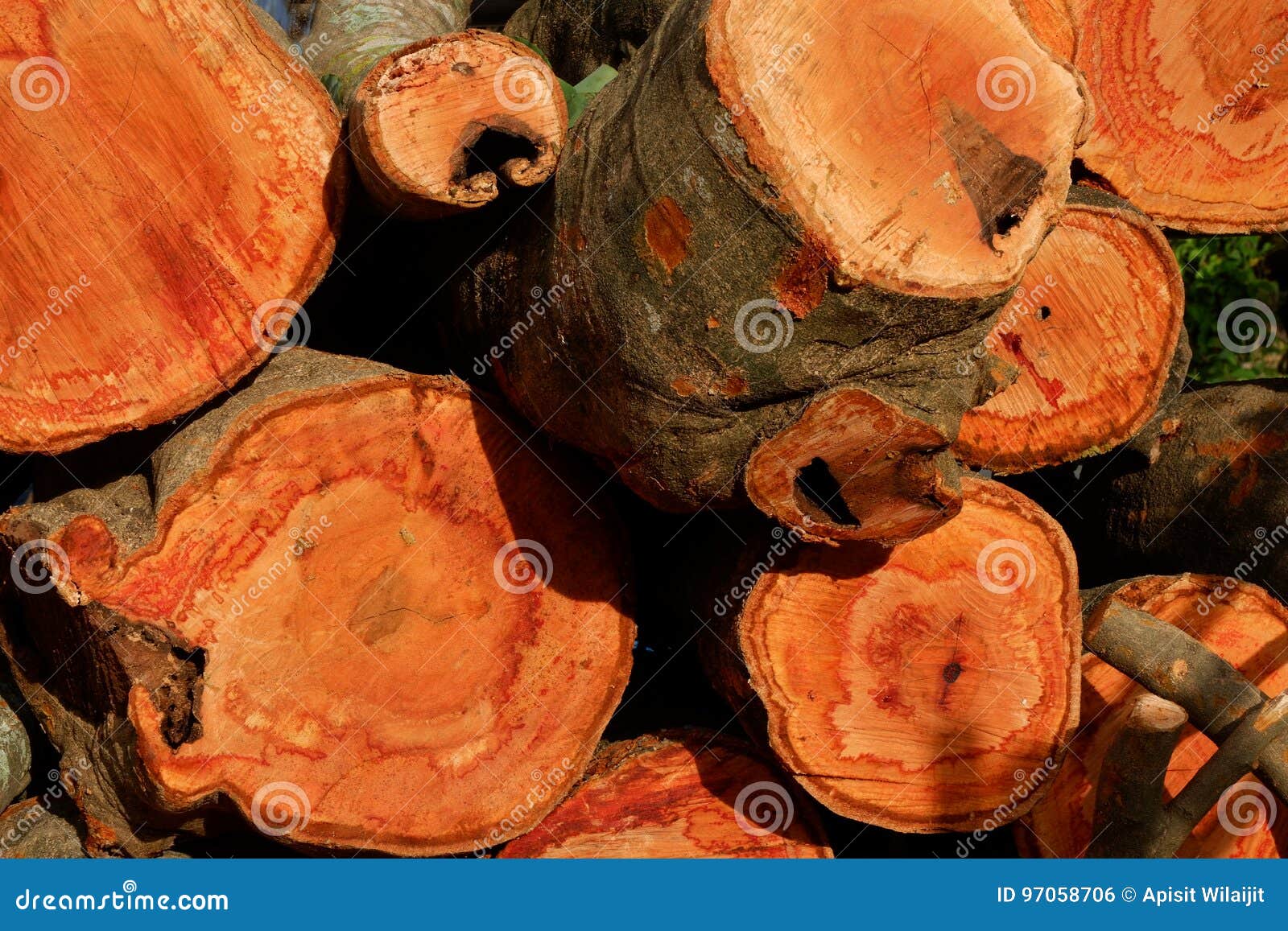 Deforestation, Cutted Trees from the Forest in Southeast Asia. Stock ...