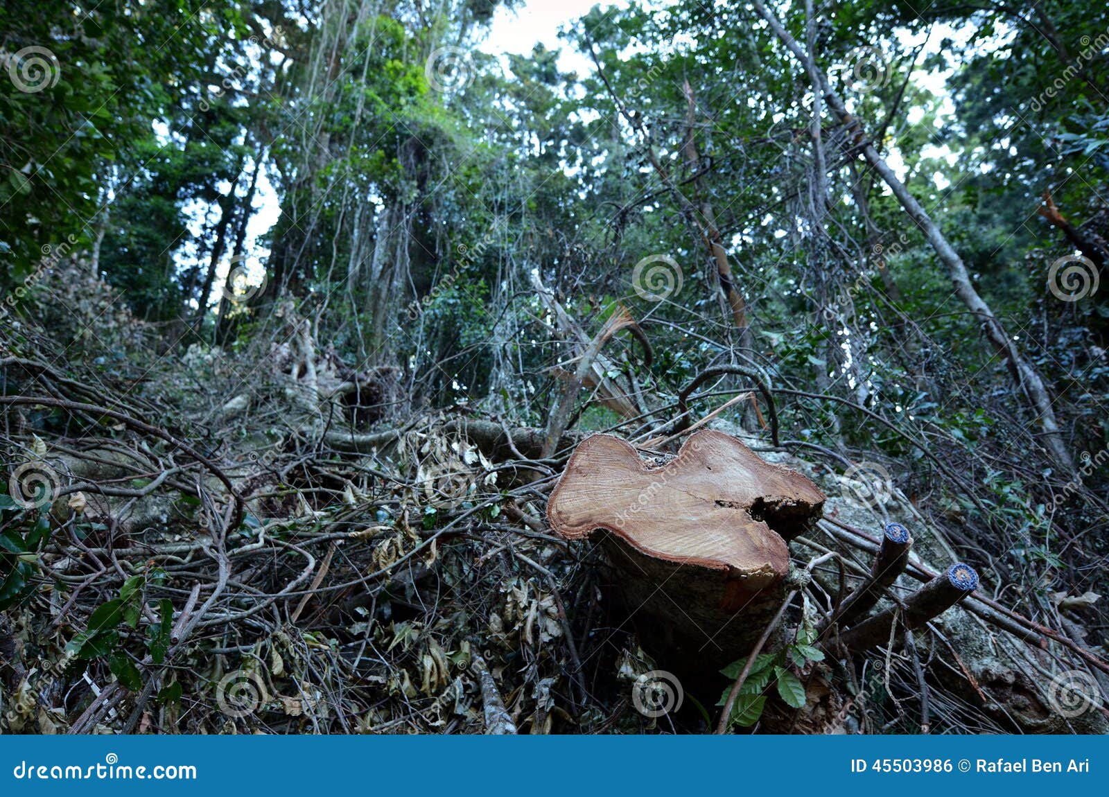 Deforestation stock photo. Image of environmental, deforestation - 45503986