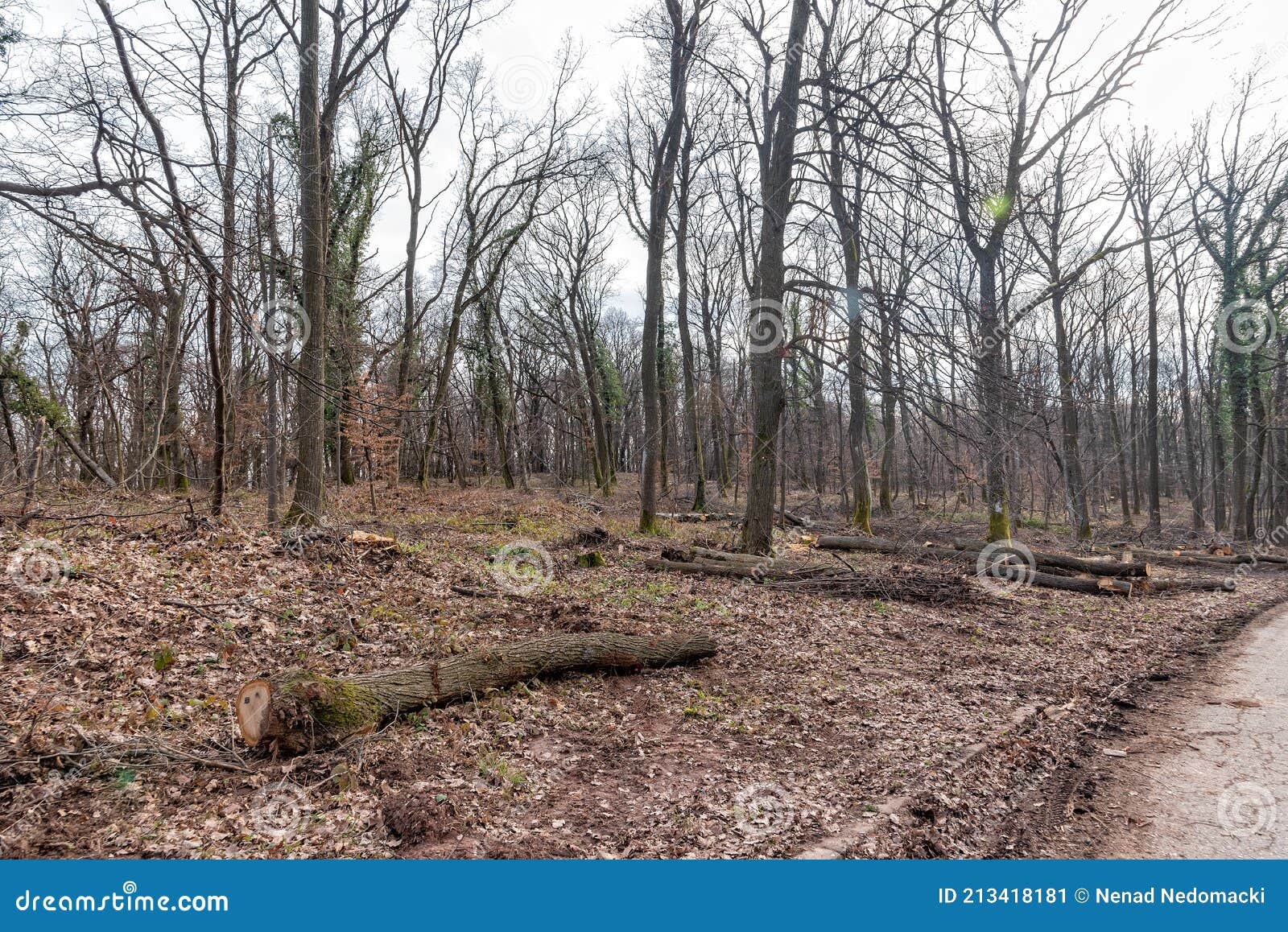 Deforestation, Dead Trees and Forest Dieback Stock Image - Image of ...