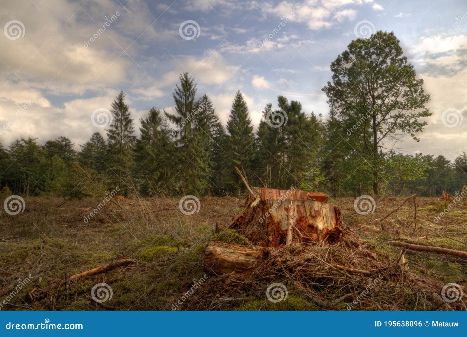 Deforestation, Large-scale Deforestation, Destruction Of The ...