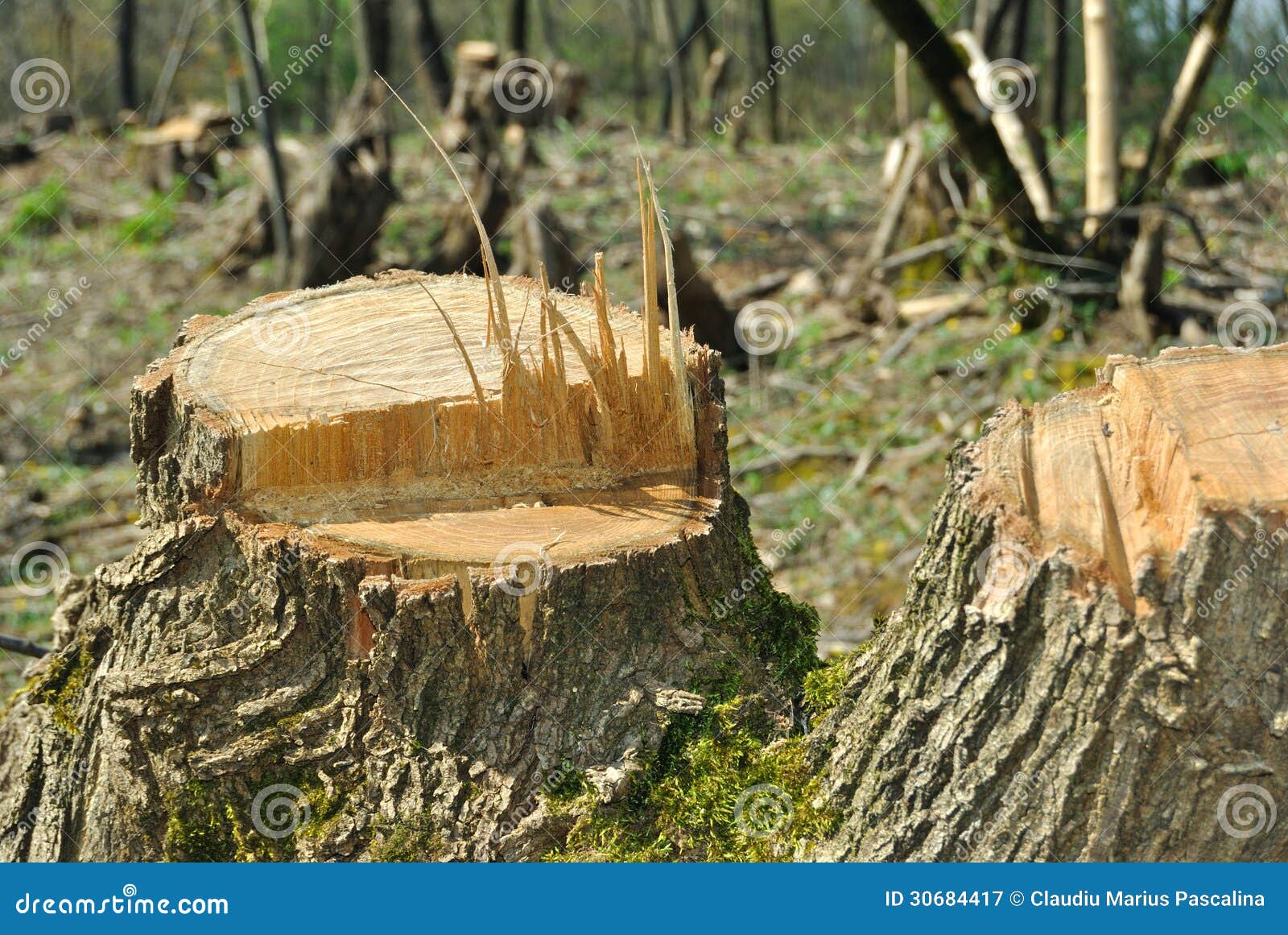 Deforestation stock image. Image of dead, devastate, forest - 30684417
