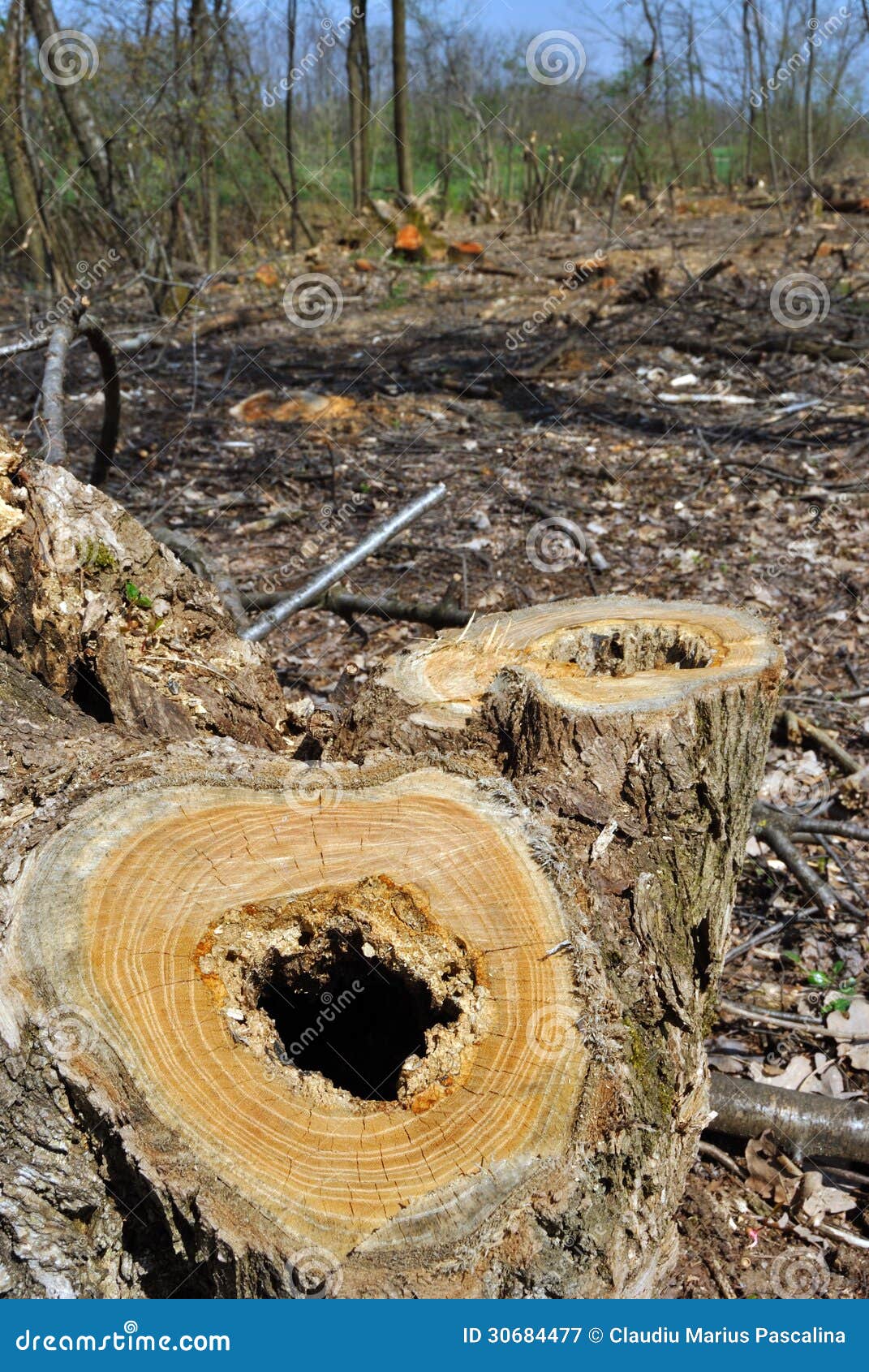 Deforestation stock image. Image of nature, disaster - 30684477