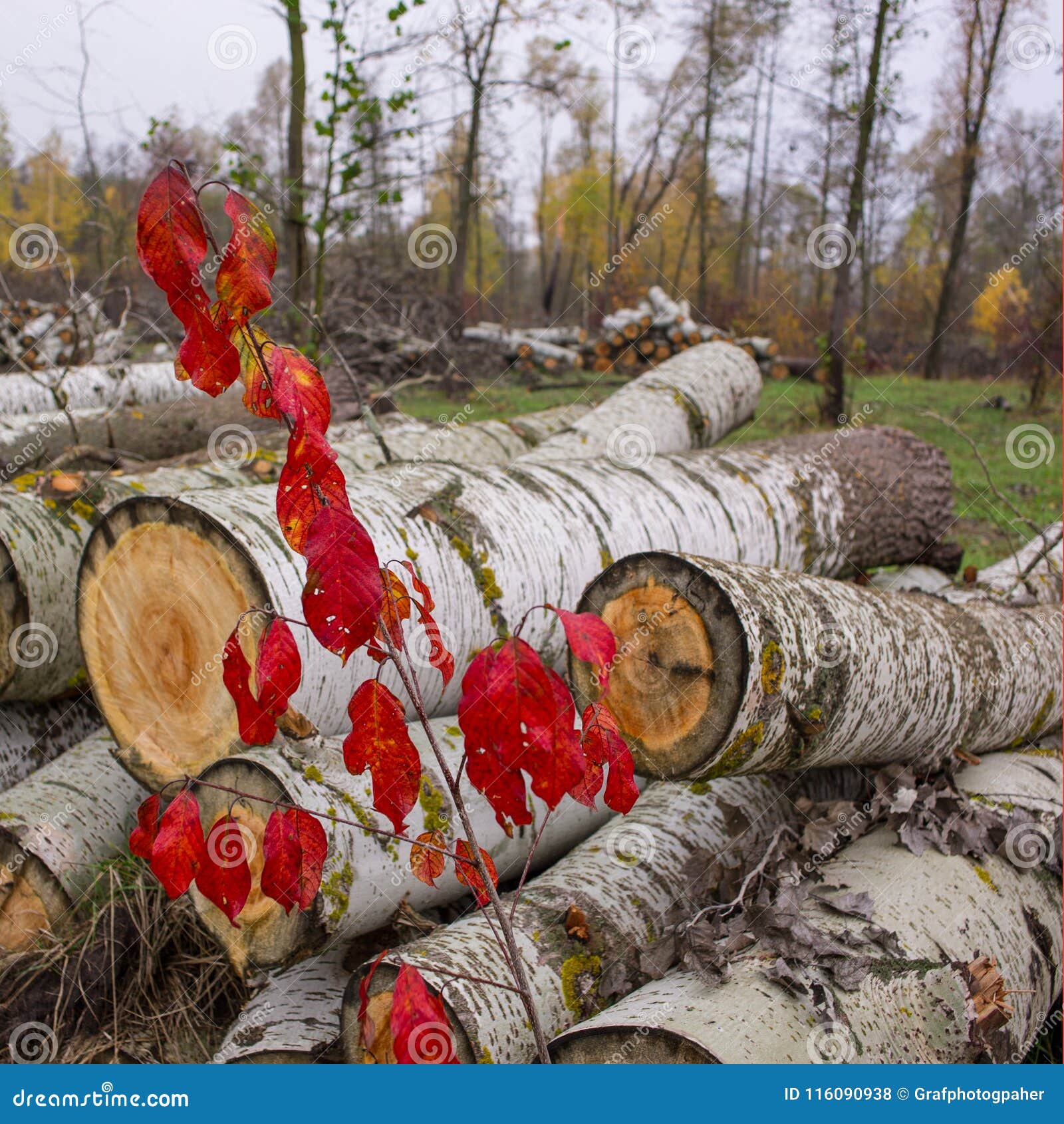 DEFORESTATION, DESTRUCTION and CUTTING of TREE in FORESTS ...