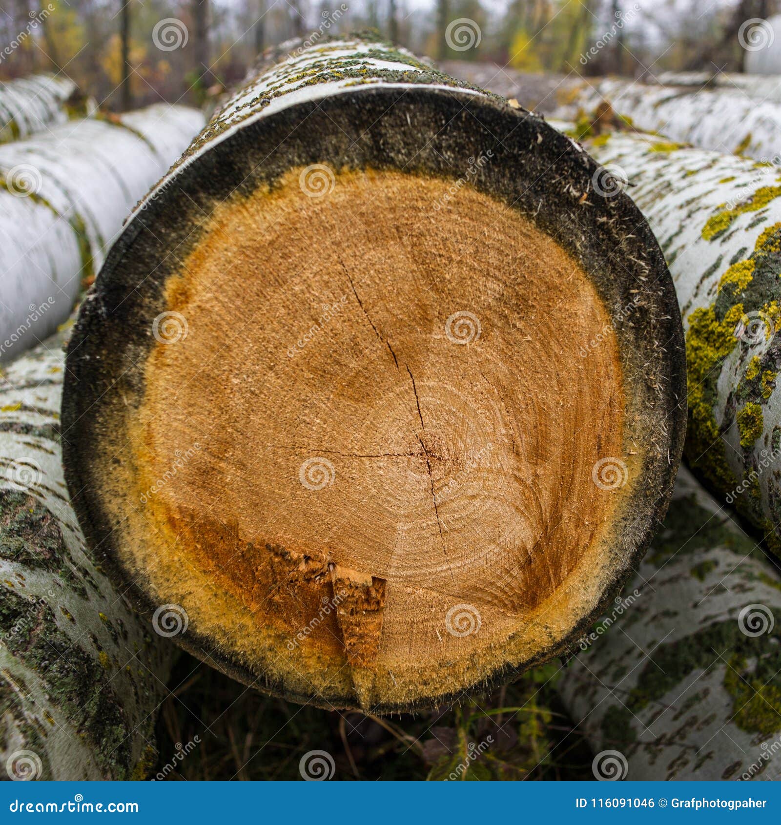 DEFORESTATION, DESTRUCTION and CUTTING of TREE in FORESTS ...
