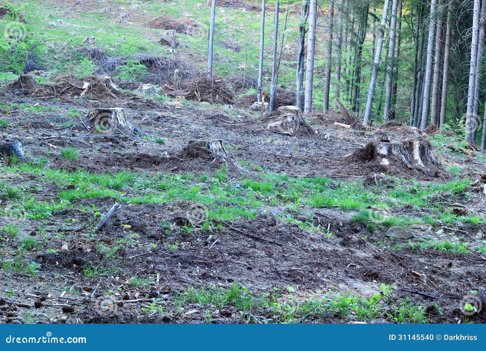 Deforestation stock photo. Image of disaster, timber - 31145540