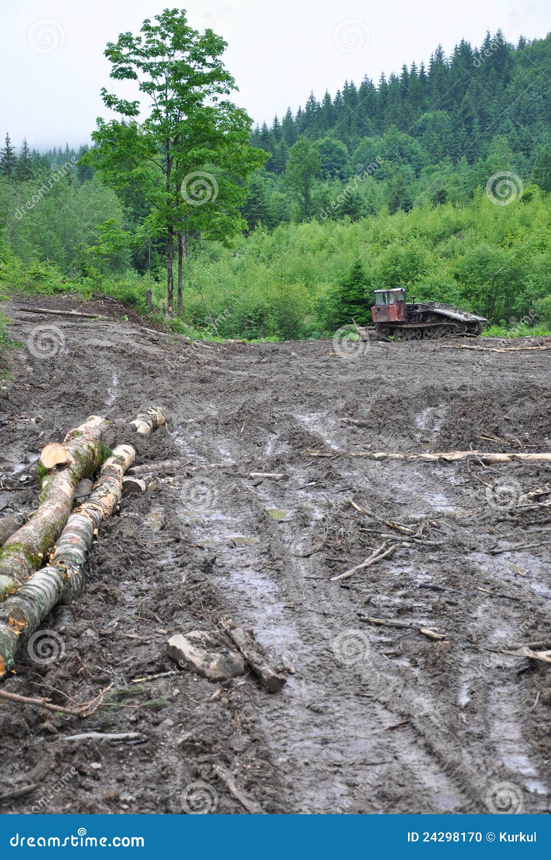 Deforestation disaster stock photo. Image of lush, exhaust - 24298170