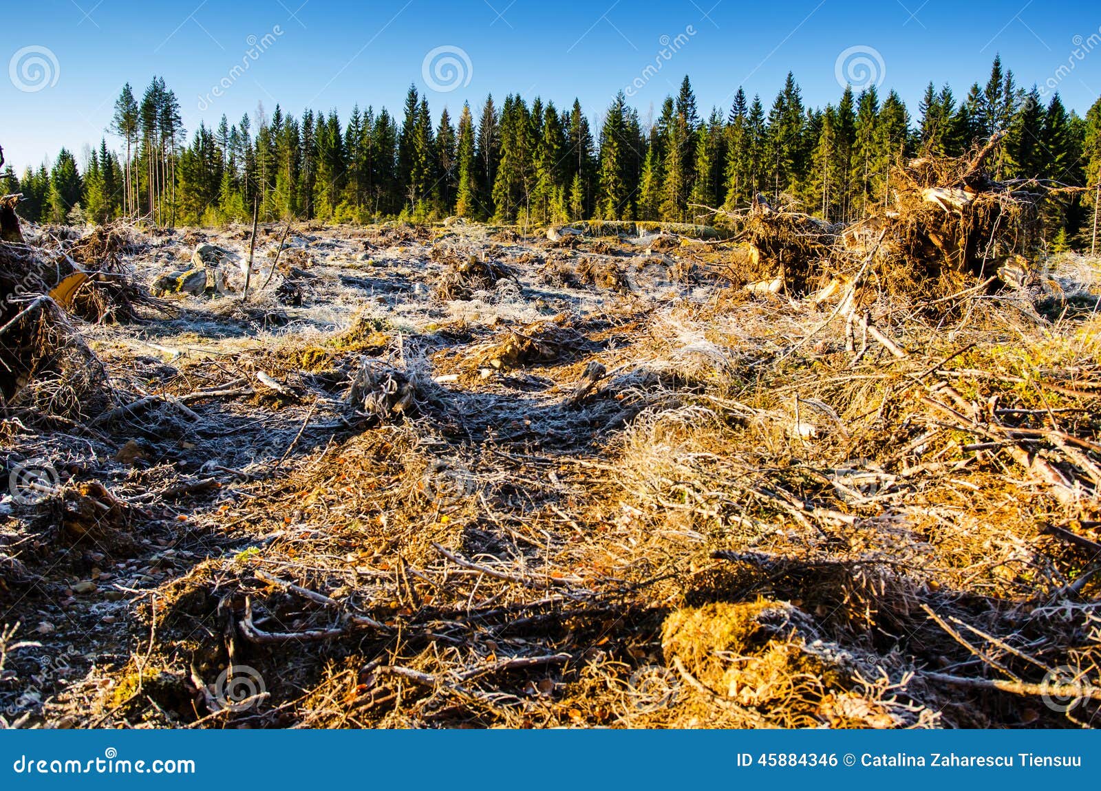Deforestation stock photo. Image of frost, deforestation - 45884346