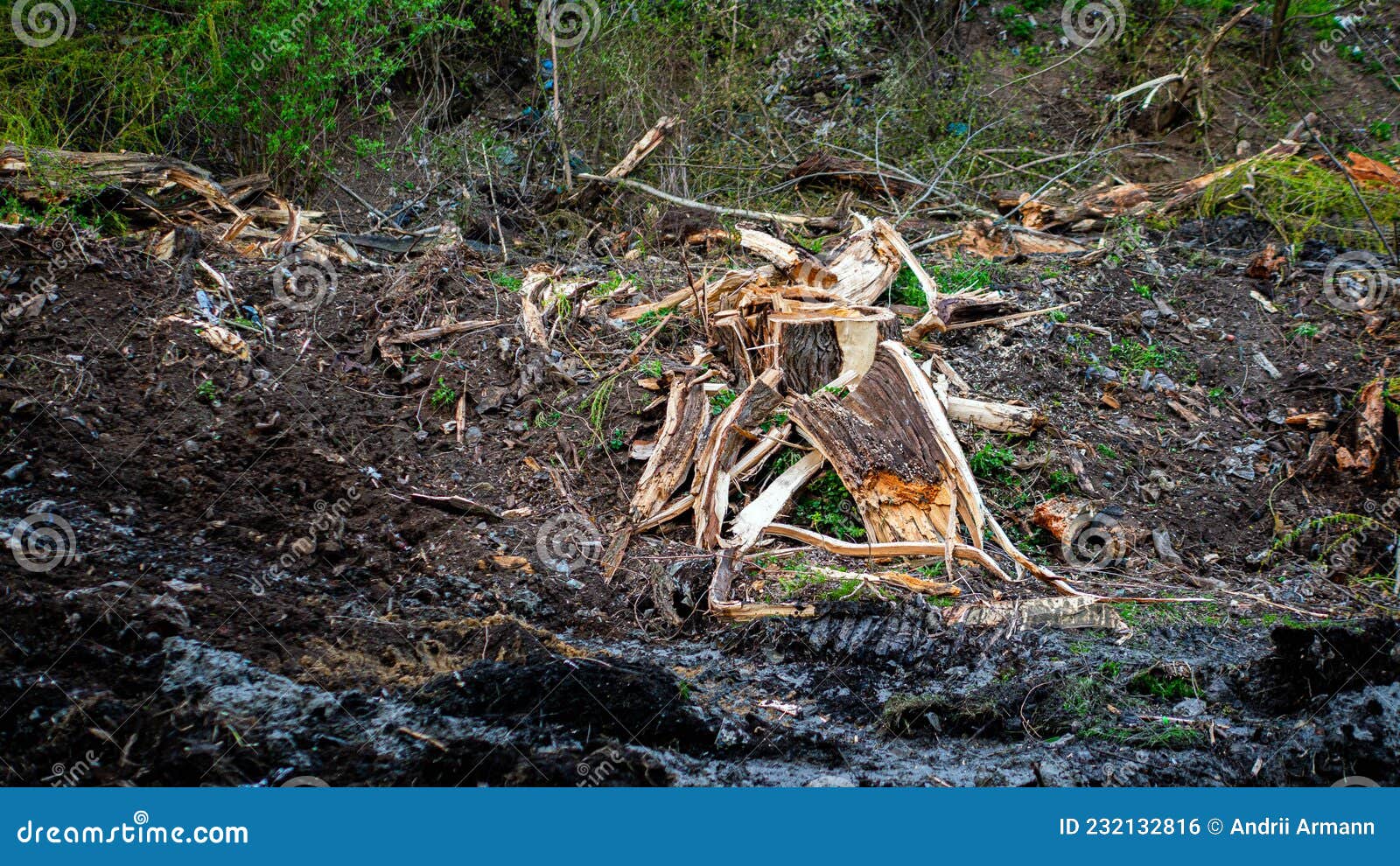 Deforestation, Ecological Disaster. Tree Stump in the Forest Stock ...