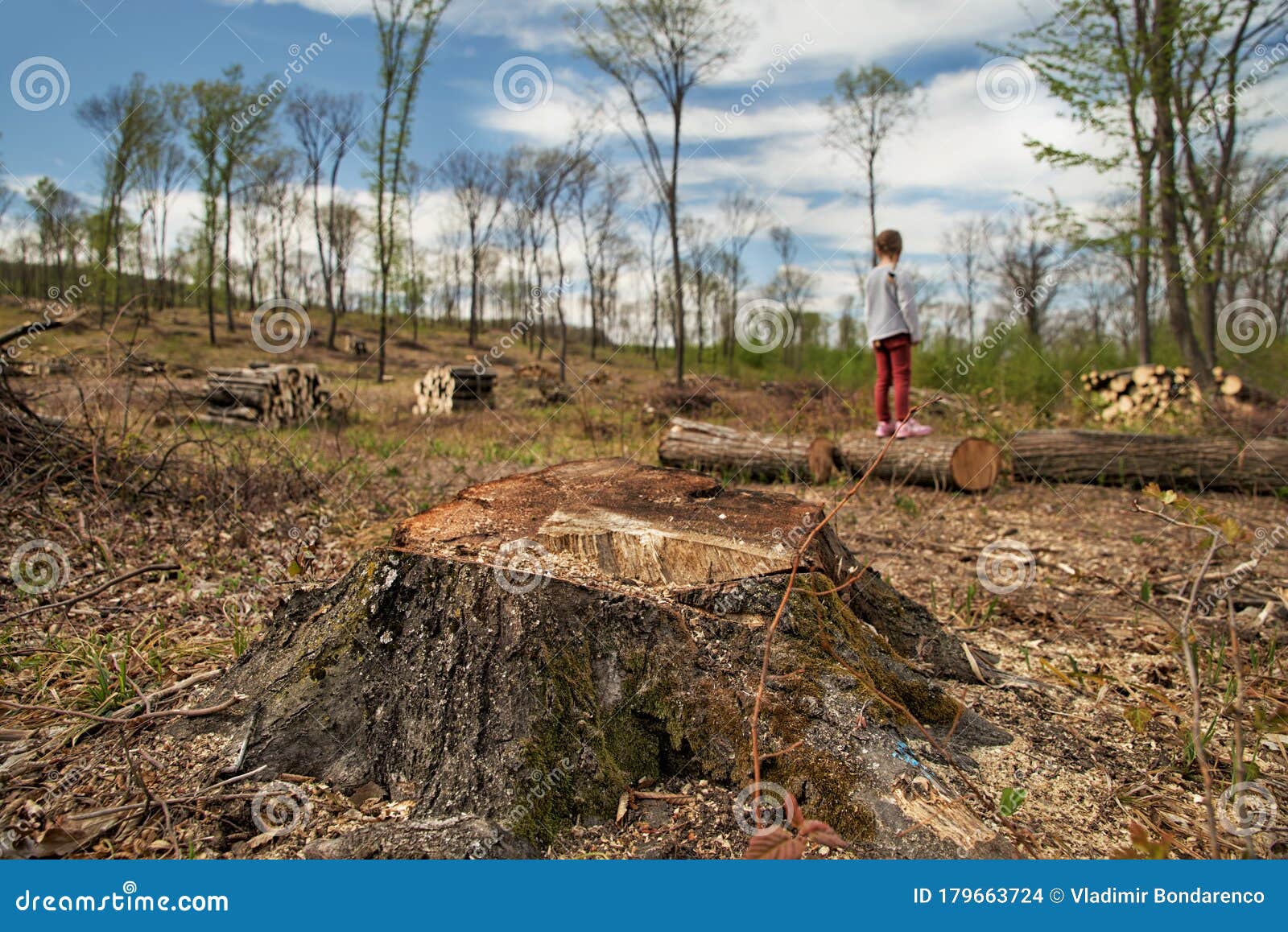 Deforestation. Ecological Problems of the Planet, Deforestation of Pine ...