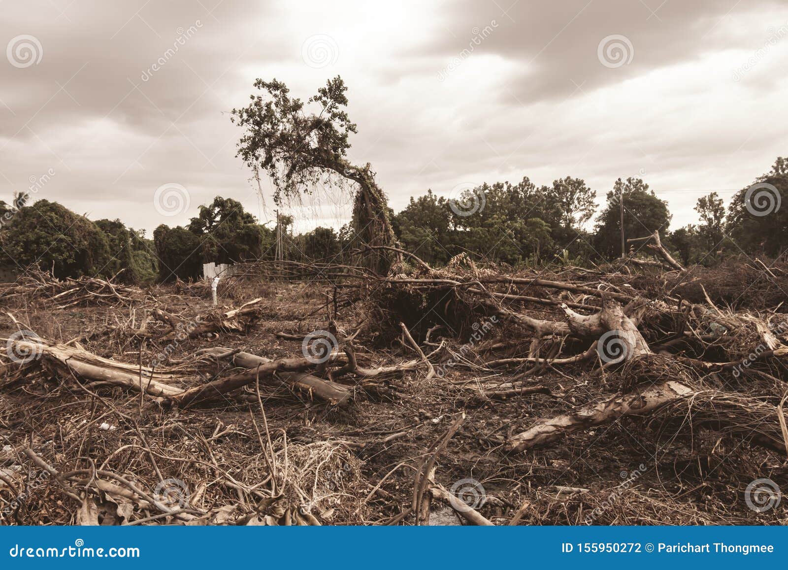 Deforestation Environmental Damage - Tropical Rain Forest Destroyed To ...