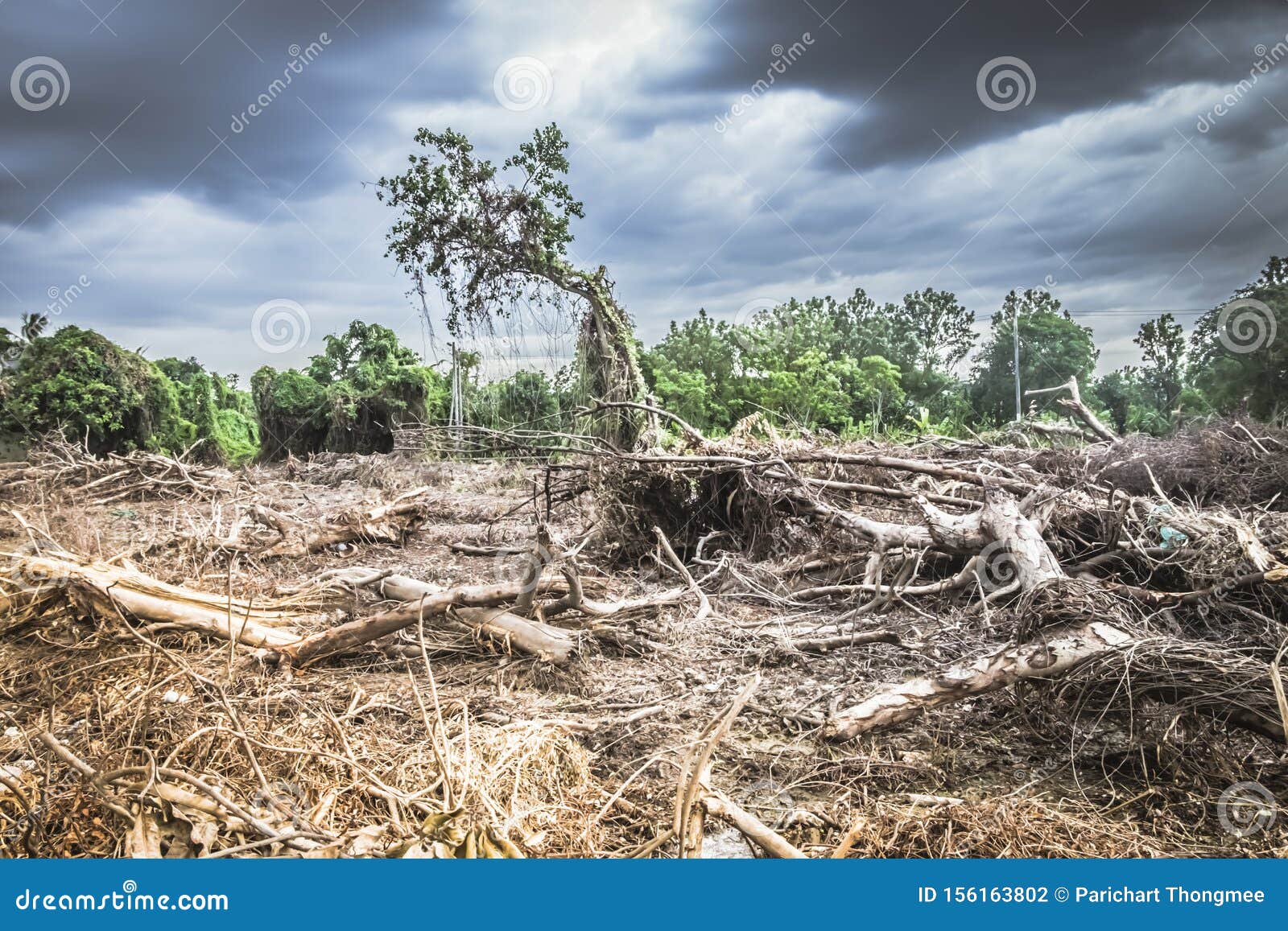 Vanishing Paradise: Devastation of a Tropical Rainforest Stock Photo ...