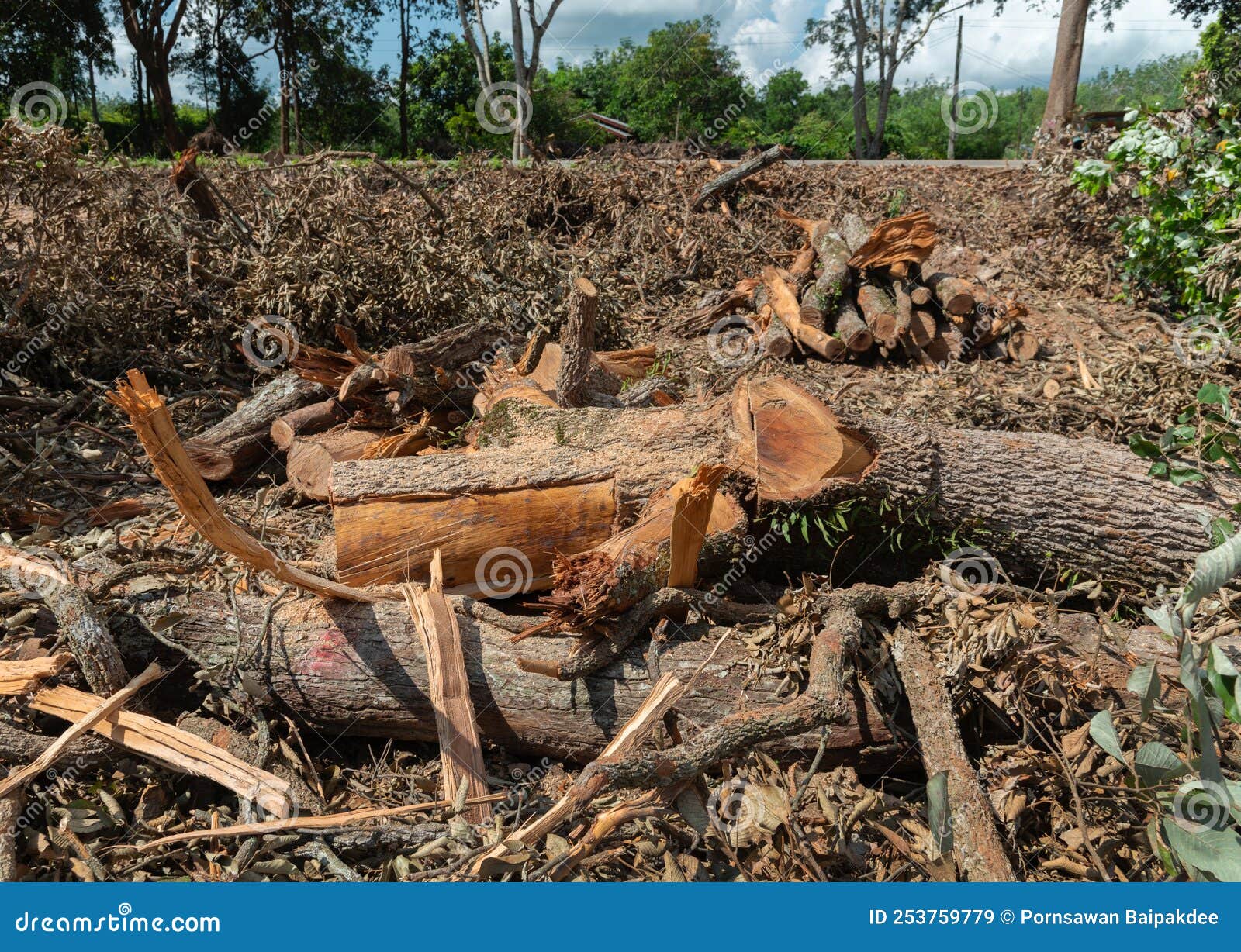 Deforestation Environmental Problem Stock Image - Image of ground ...