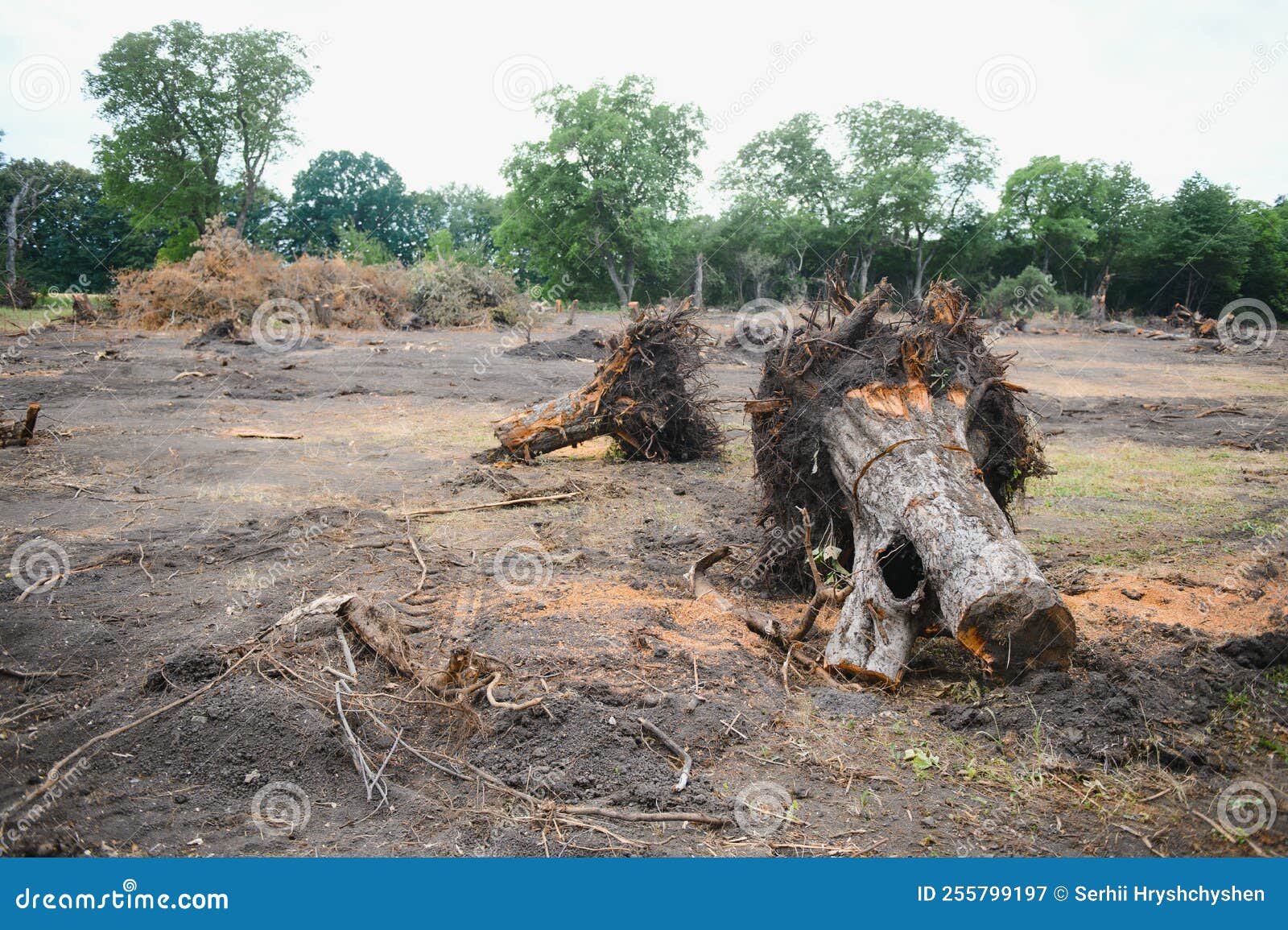 Deforestation Environmental Problem, Rain Forest Destroyed for Oil Palm ...