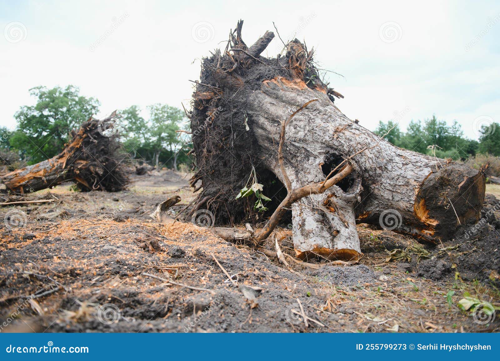 Deforestation Environmental Problem, Rain Forest Destroyed for Oil Palm ...