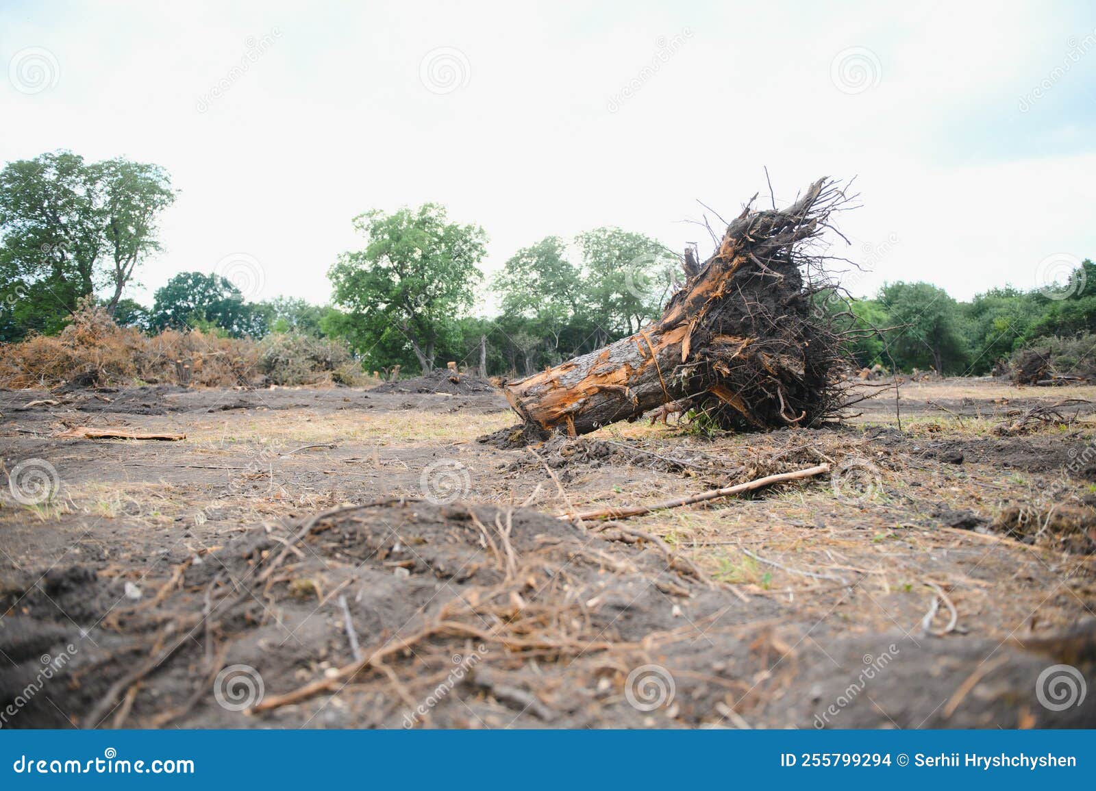 Deforestation Environmental Problem, Rain Forest Destroyed for Oil Palm ...
