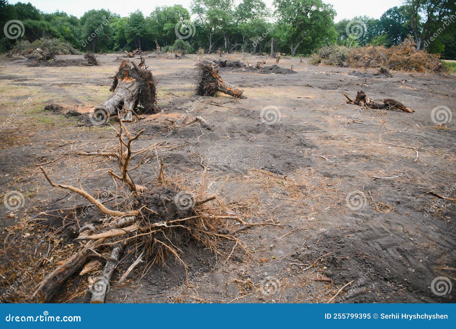 Deforestation Environmental Problem, Rain Forest Destroyed for Oil Palm ...