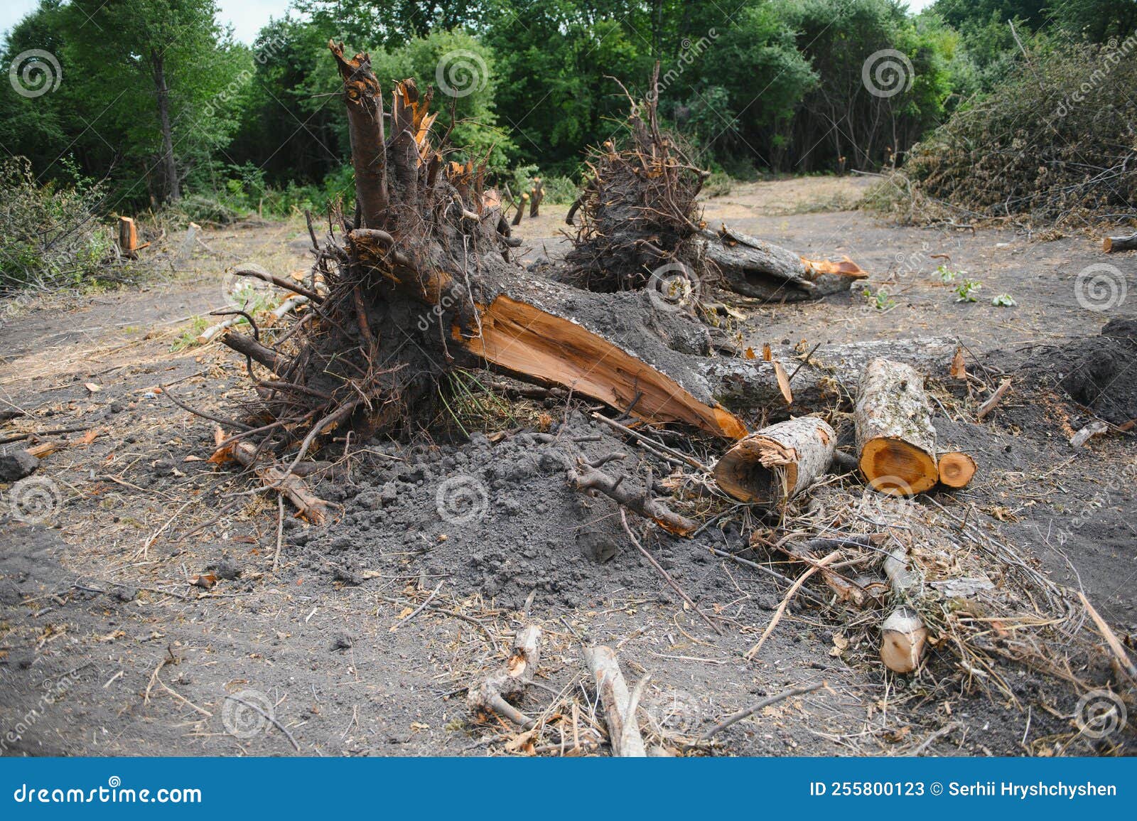 Deforestation Environmental Problem, Rain Forest Destroyed for Oil Palm ...
