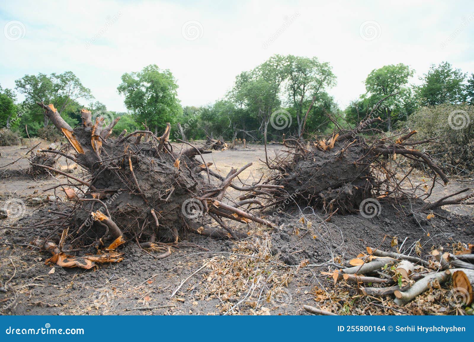 Deforestation Environmental Problem, Rain Forest Destroyed for Oil Palm ...