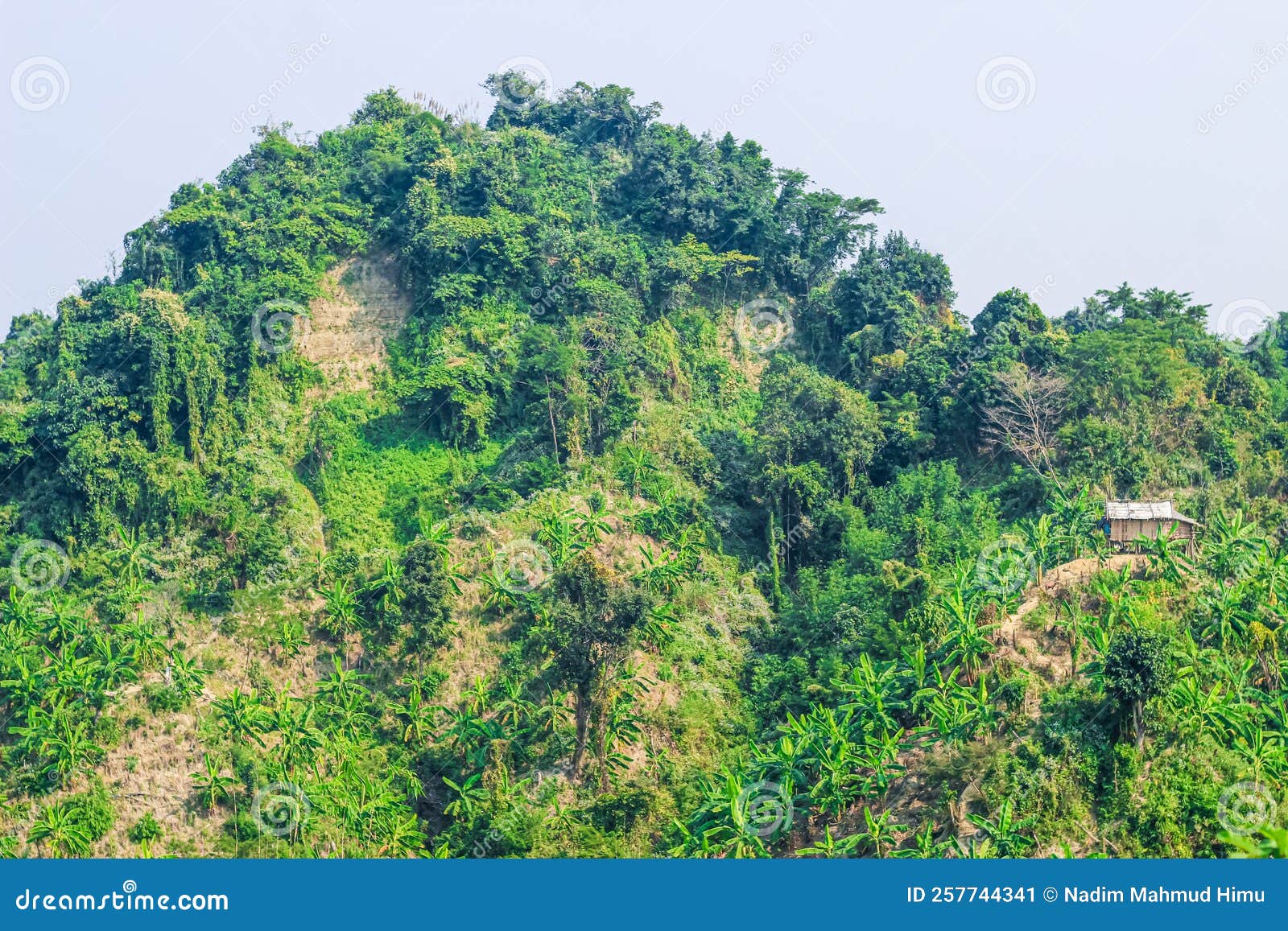 Deforestation Environmental Problem, Rain Forests are Destroyed for Oil ...