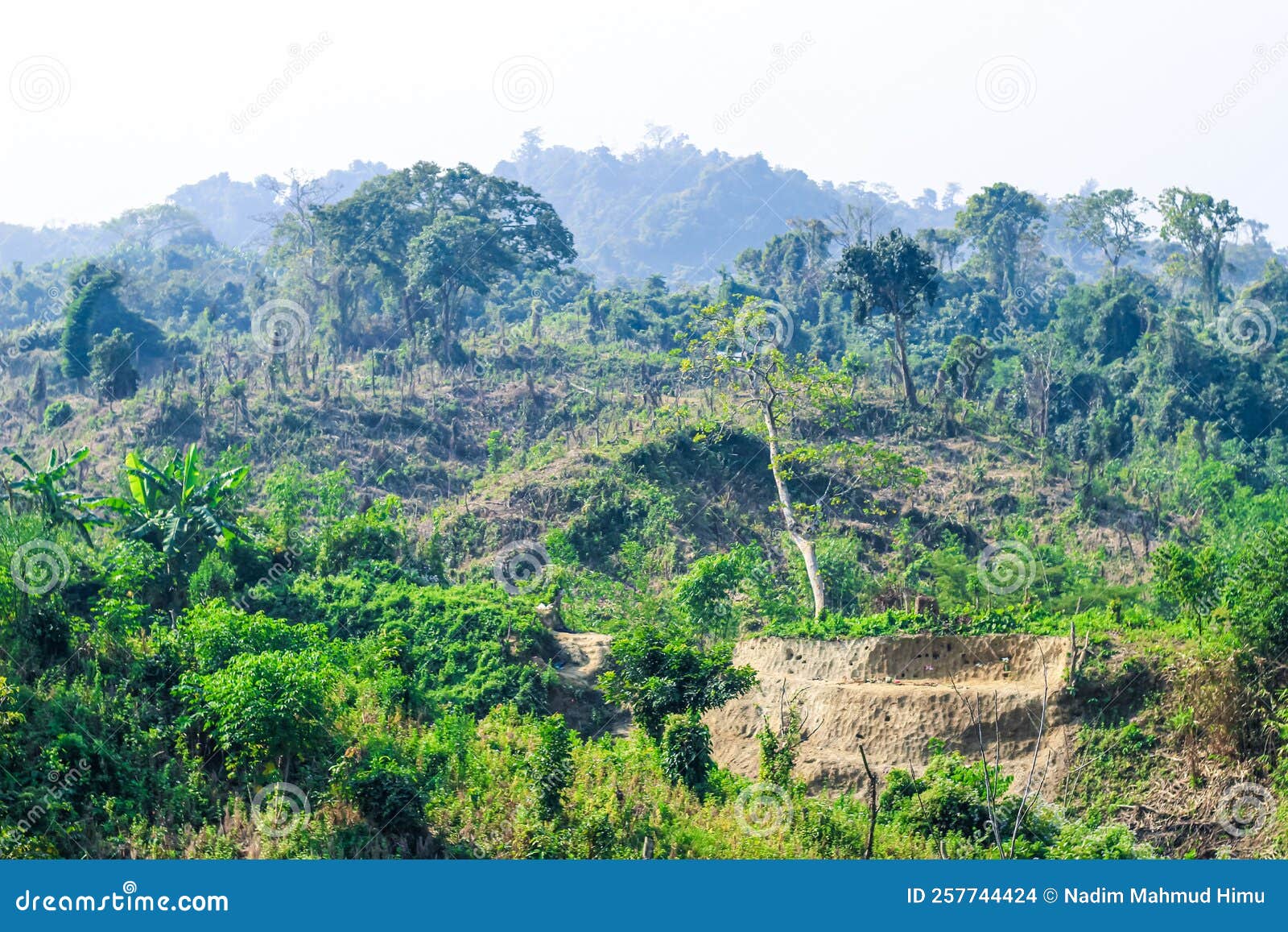 Deforestation Environmental Problem, Rain Forests are Destroyed for Oil ...