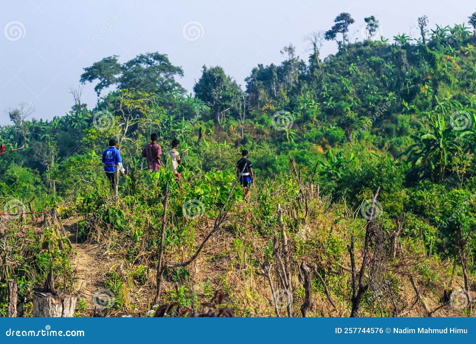 Deforestation Environmental Problem, Rain Forests are Destroyed for Oil ...