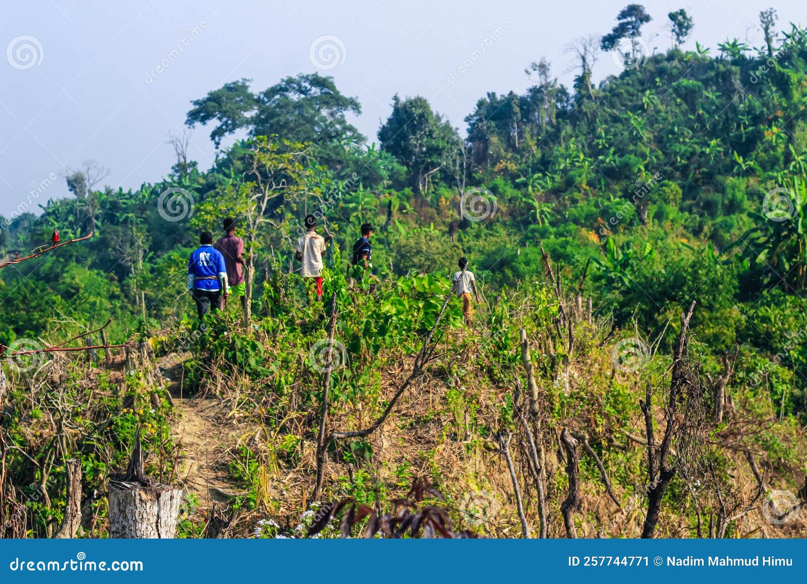 Deforestation Environmental Problem, Rain Forests are Destroyed for Oil ...