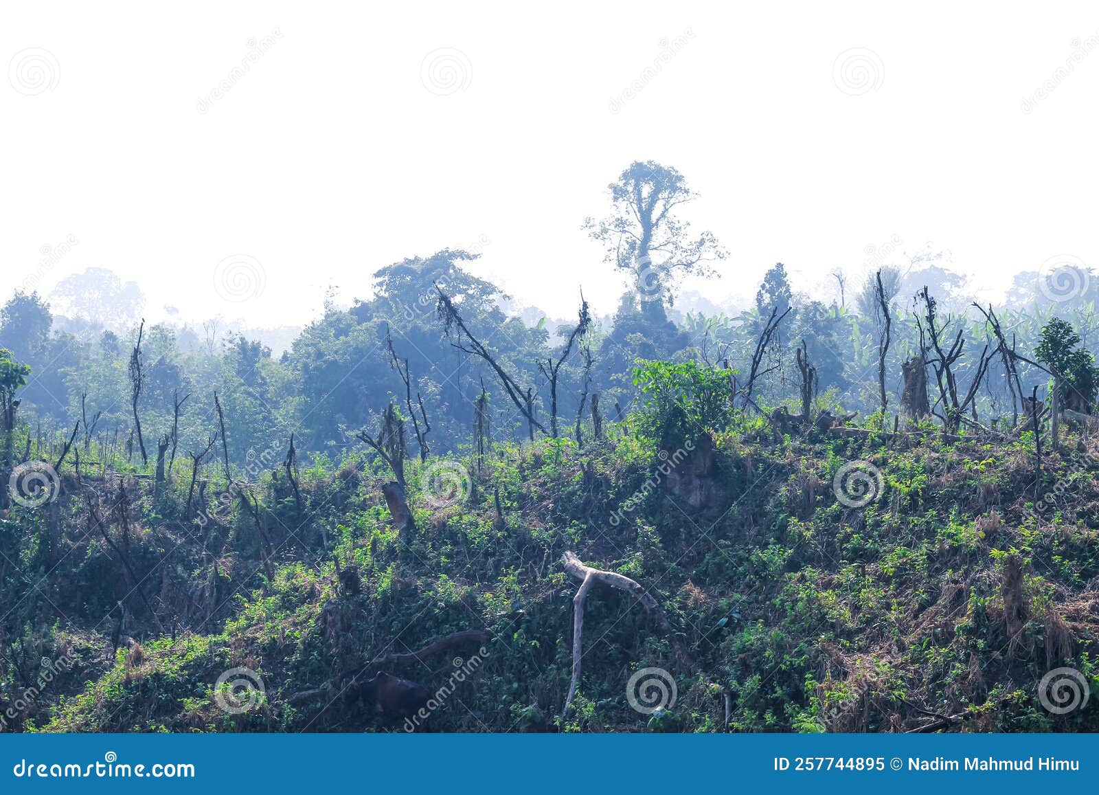 Deforestation Environmental Problem, Rain Forests are Destroyed for Oil ...