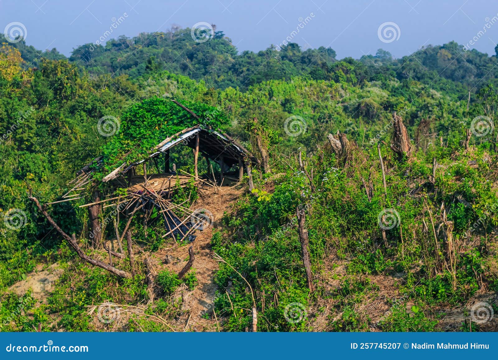 Deforestation Environmental Problem, Rain Forests are Destroyed for Oil ...