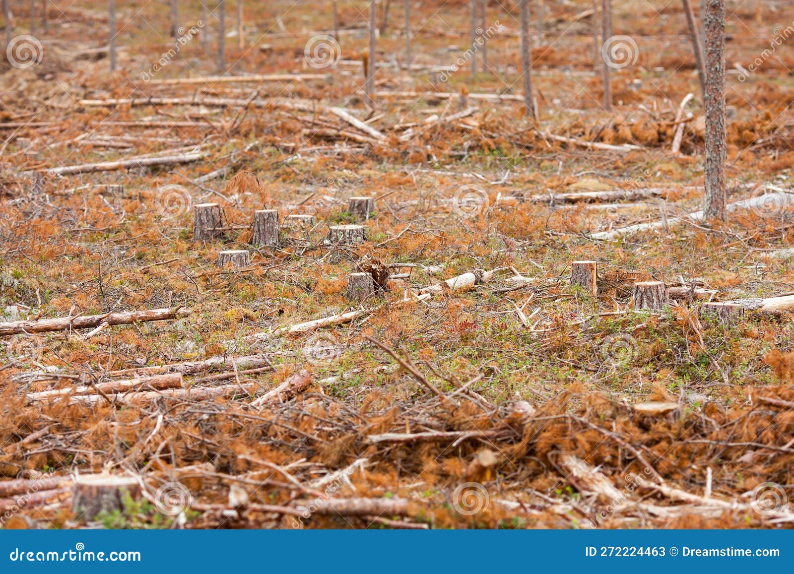 Deforestation. Fallen Forest, Tree Stumps and Cut Branches on the ...