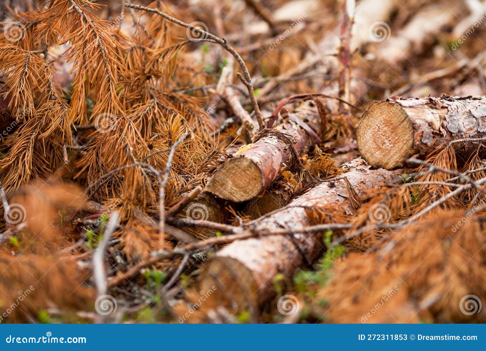 Deforestation. Fallen Young Coniferous Trees Stock Image - Image of ...