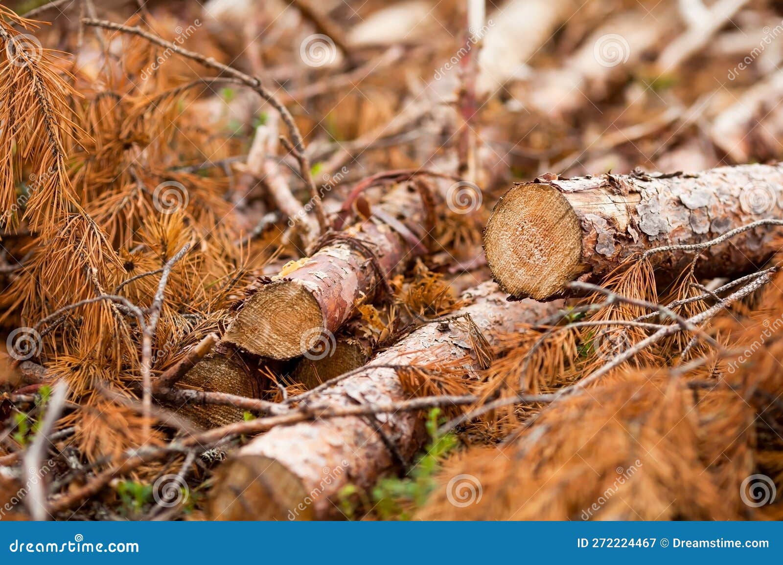 Deforestation. Fallen Young Coniferous Trees Stock Image - Image of ...