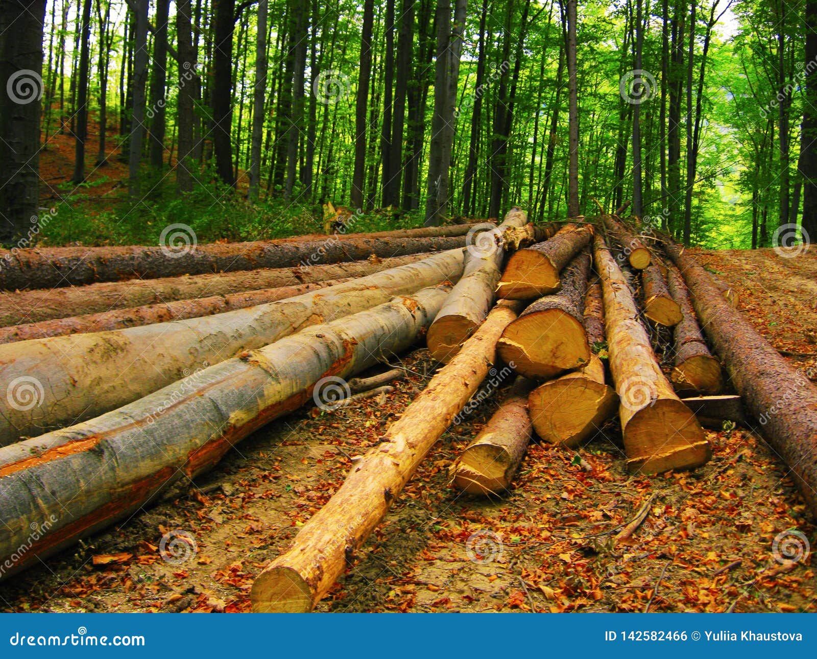 Deforestation, Felled Logs and a Old Bulldozer in the Forest Stock ...