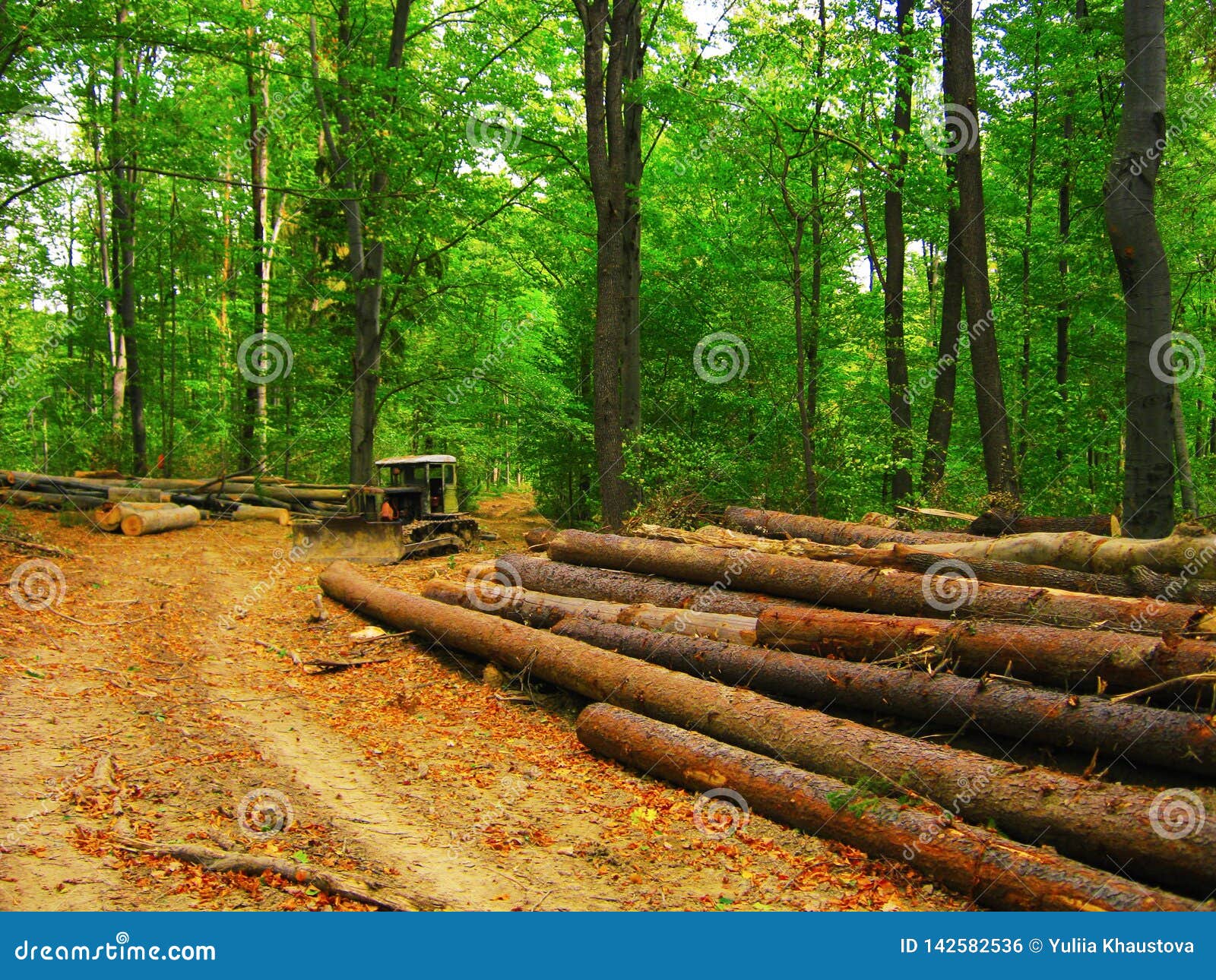 Deforestation, Felled Logs and a Old Bulldozer in the Forest Stock ...