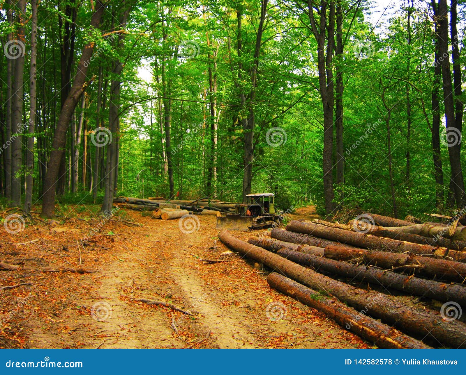 Deforestation, Felled Logs and a Old Bulldozer in the Forest Stock ...
