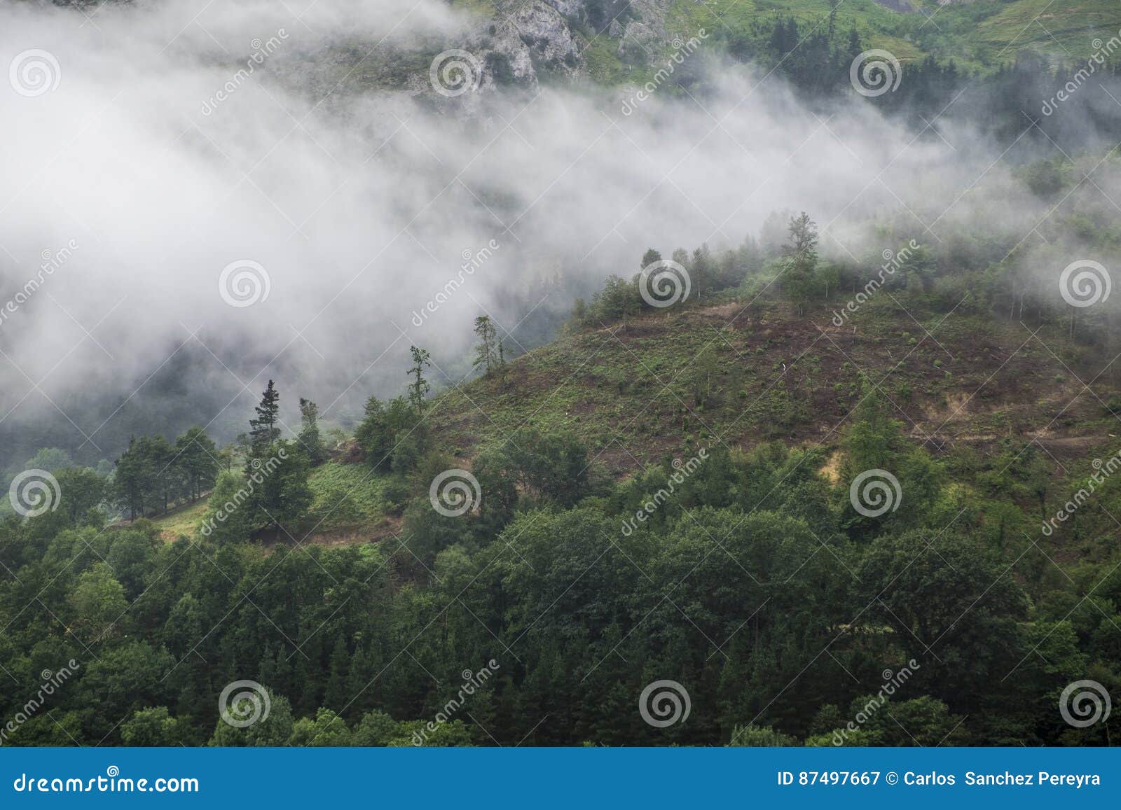 Deforestation in the Forest of Basque Country Spain Stock Image - Image ...