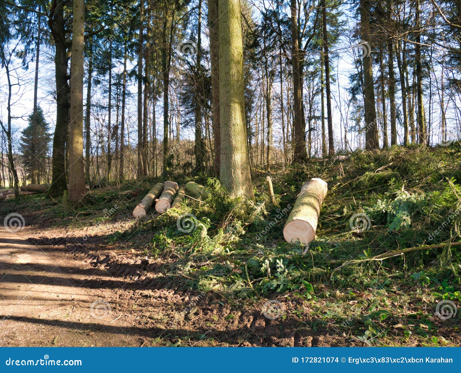 Deforestation in the Forest. Stock Photo - Image of material ...
