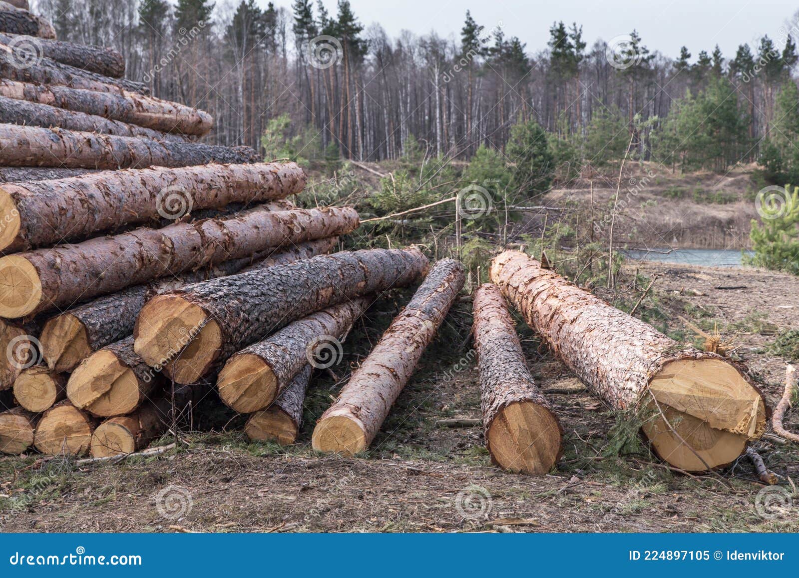 Deforestation, Forest Destruction. Chopped Tree on Ground in Forest ...