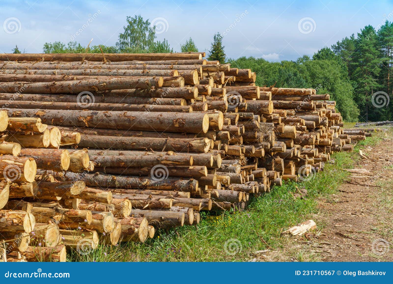 Deforestation, Forest Destruction. Chopped Tree on Ground in Forest ...