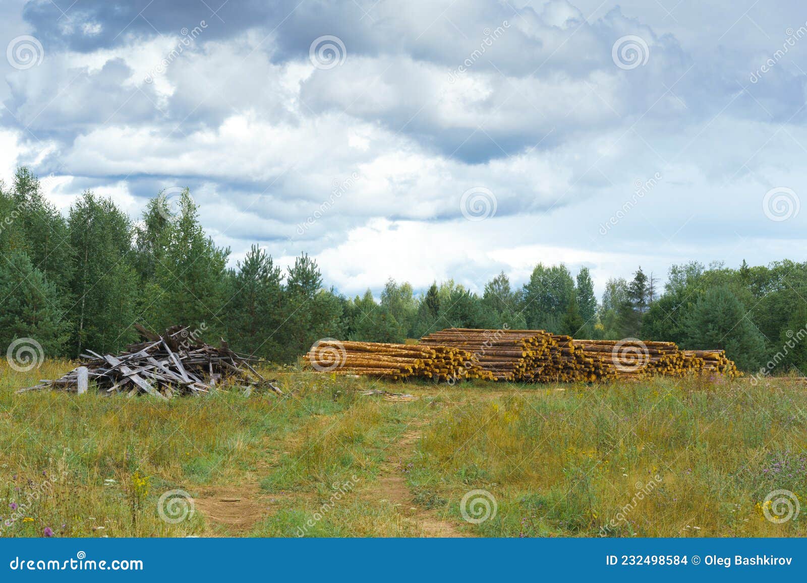 Deforestation, Forest Destruction. Chopped Tree on Ground in Forest ...