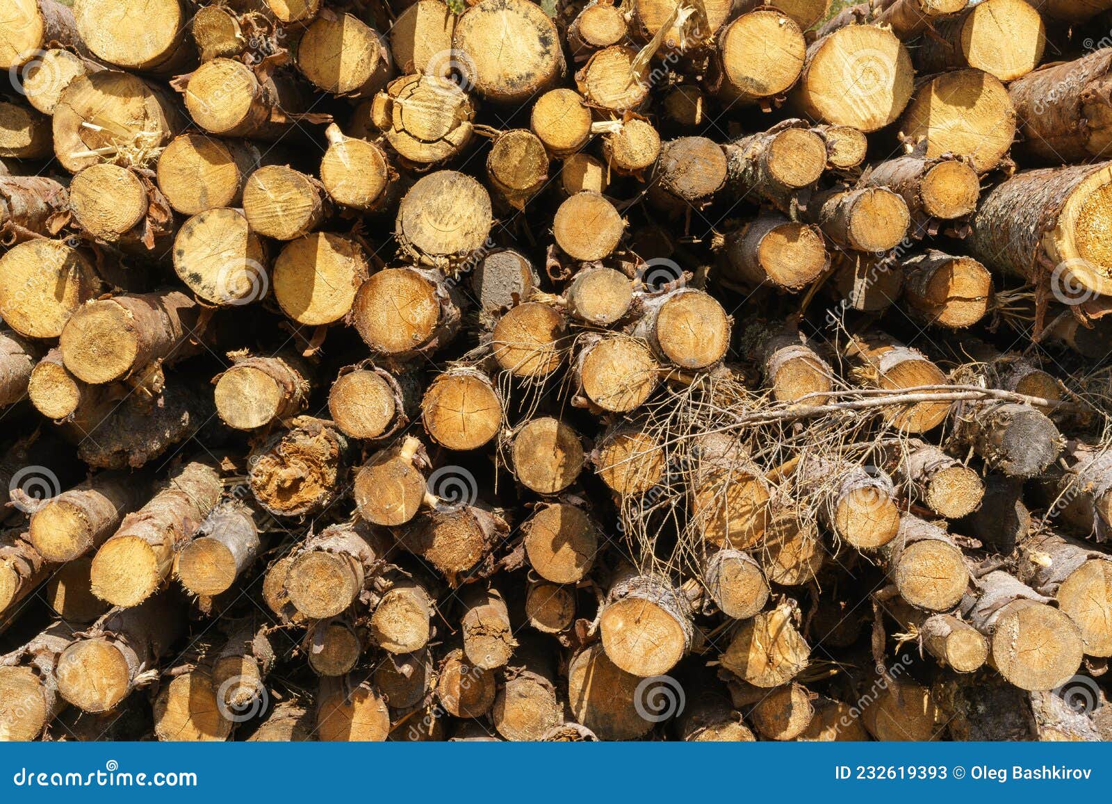 Deforestation, Forest Destruction. Chopped Tree on Ground in Forest ...