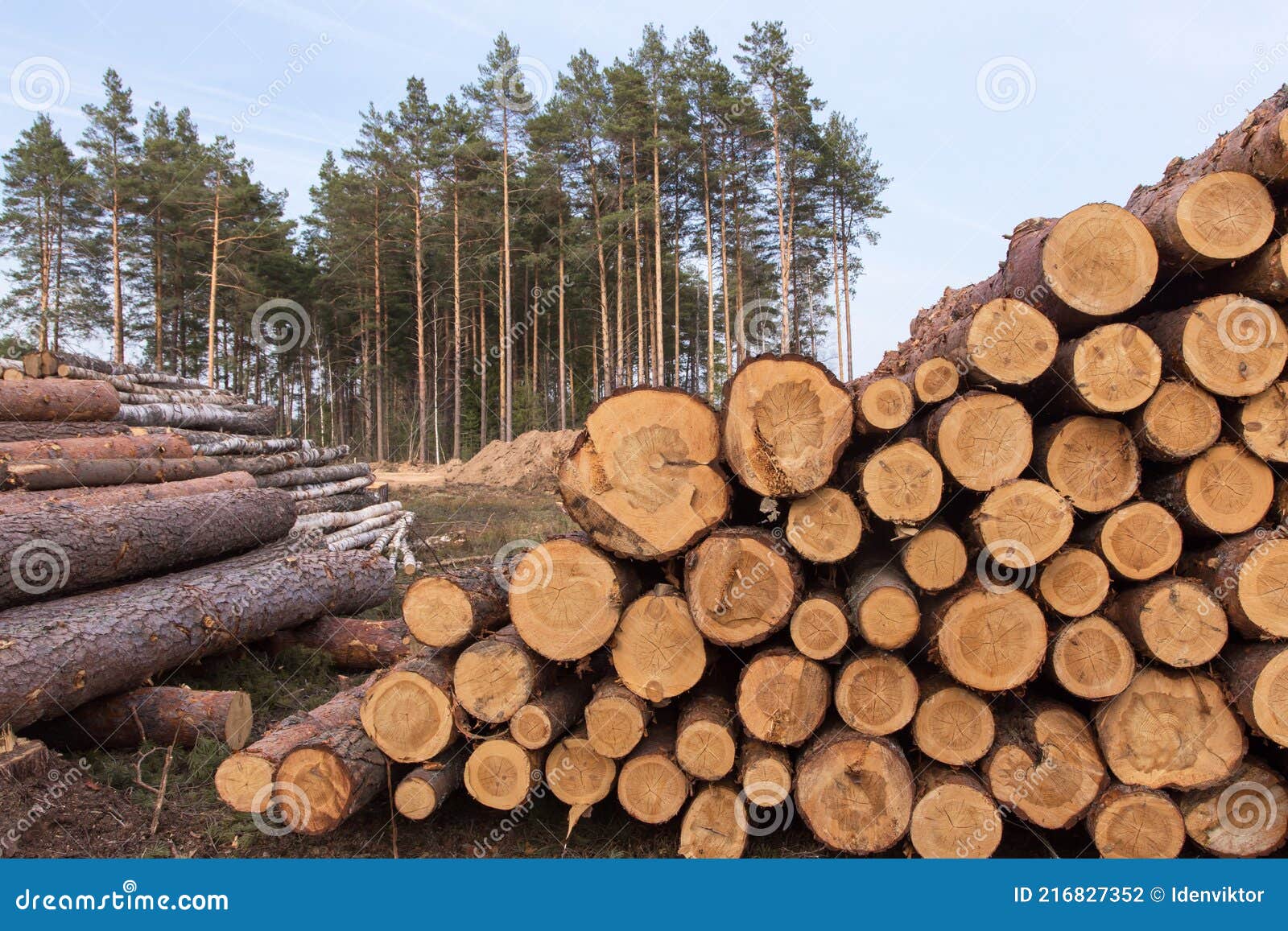Deforestation, Forest Destruction. Chopped Tree on Ground in Forest ...