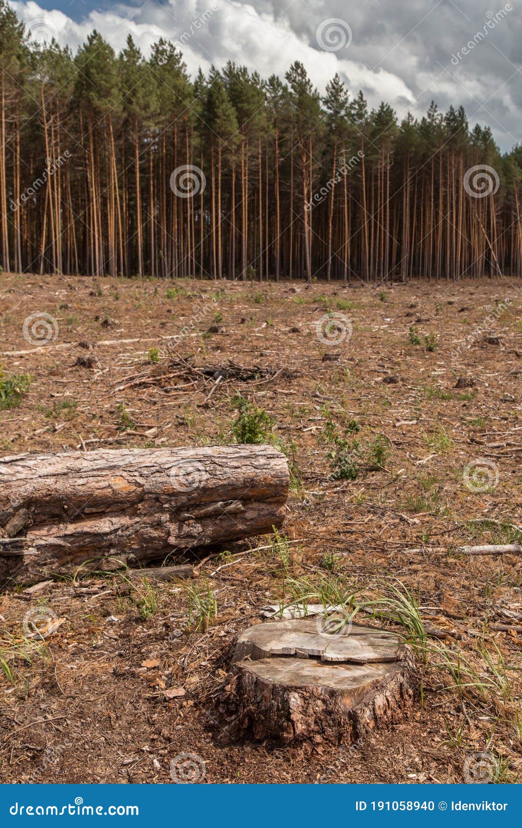 Deforestation, Forest Destruction. Cut Down Pine Tree in the Forest ...